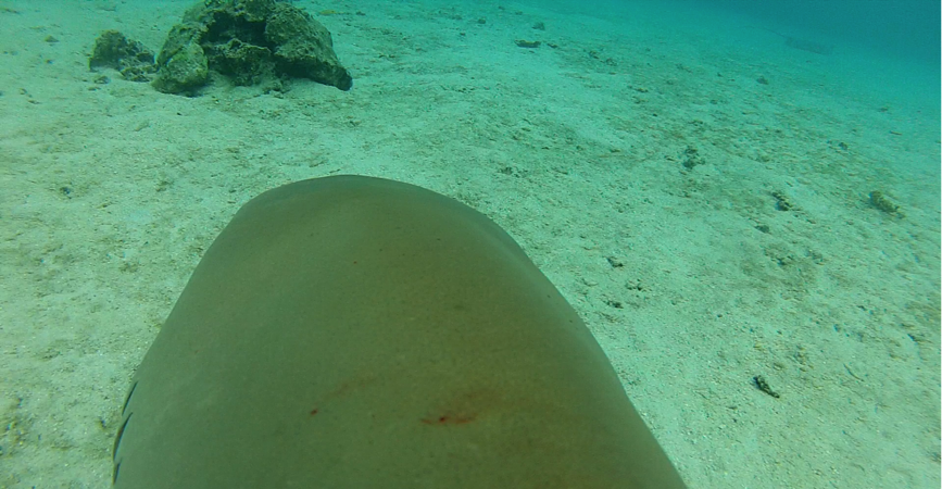 Heithaus Lab Blog: Moorea Reef Sharks Day 7: shark cam trial