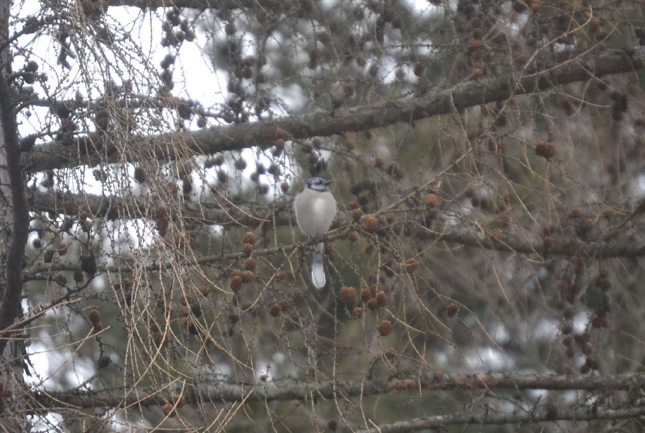 Woods Walks and Wildlife: A Fluffy Blue Jay