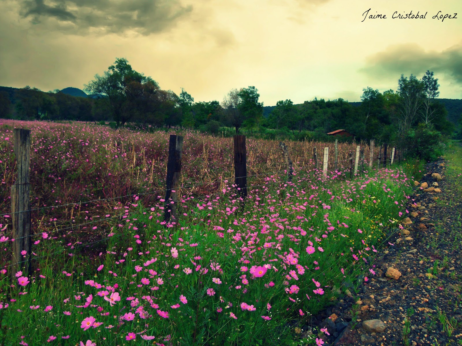 Jaime Ramos Méndez: Paisaje rural en las inmediaciones de Tarecuato en ...