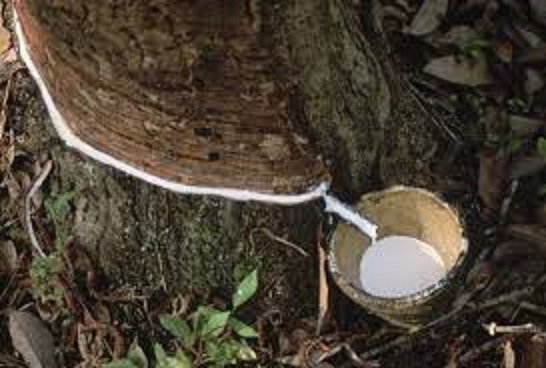 Robber tree - Hello Cambodia