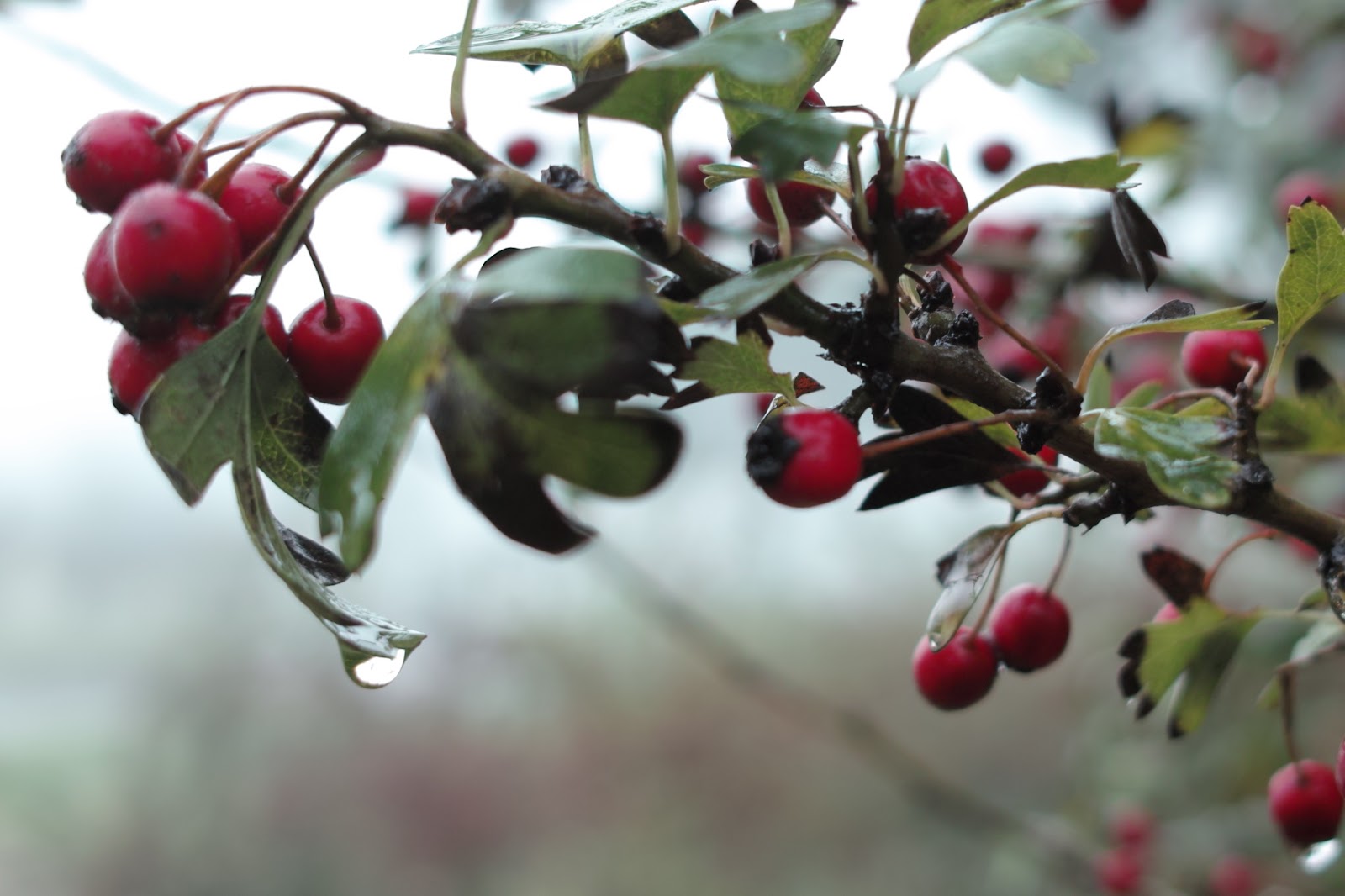 OTCHIPOTCHI: THIS MORNING BERRIES