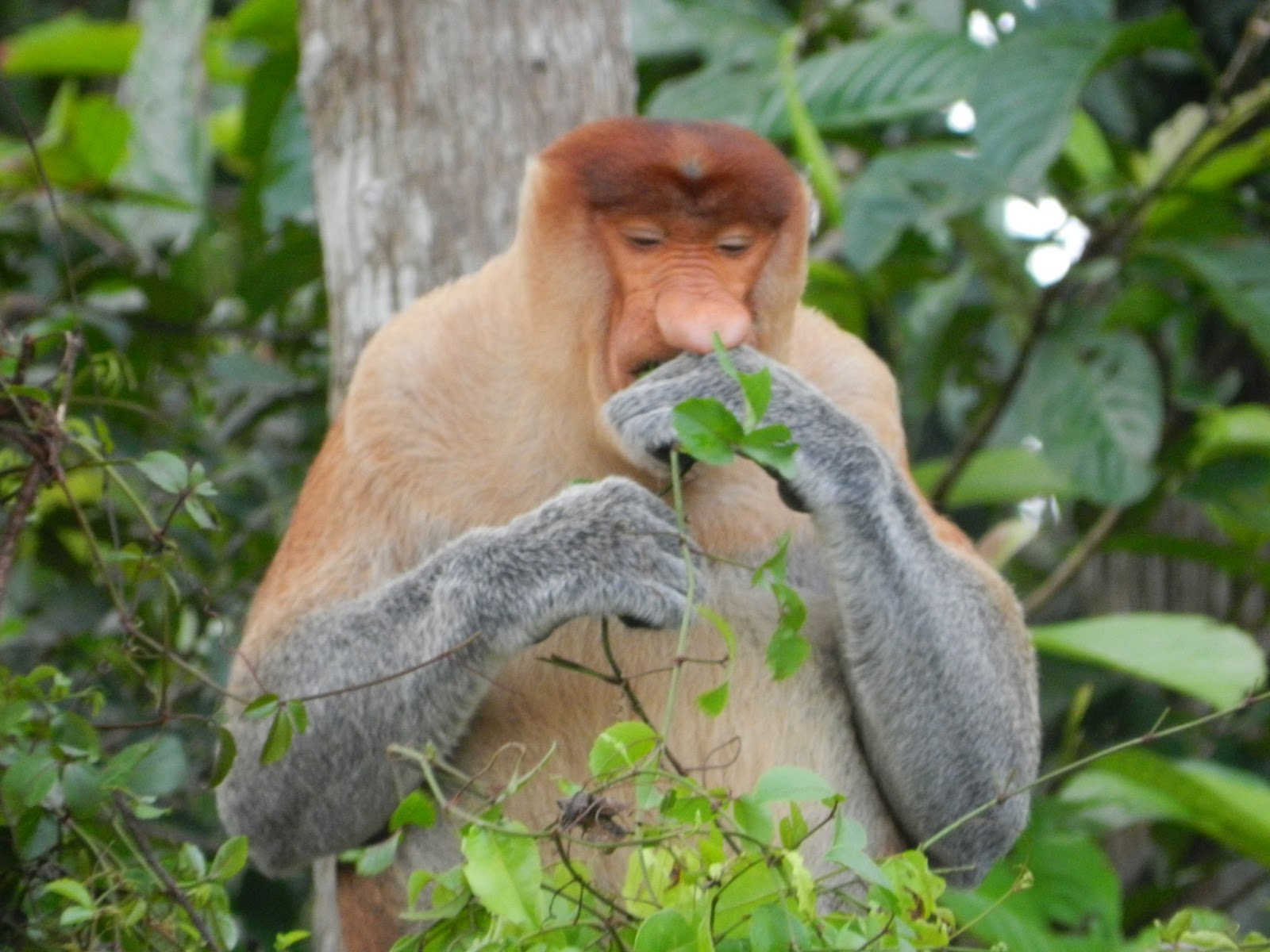 Fiona in Borneo: Leeches, Cockroaches and Bird Shit