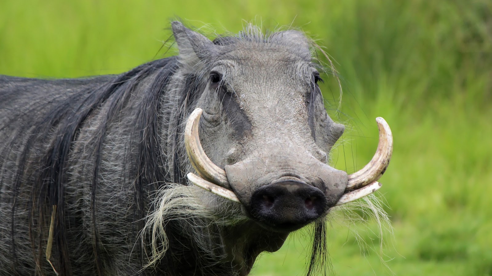 Fondo pantalla animales variados pack 2