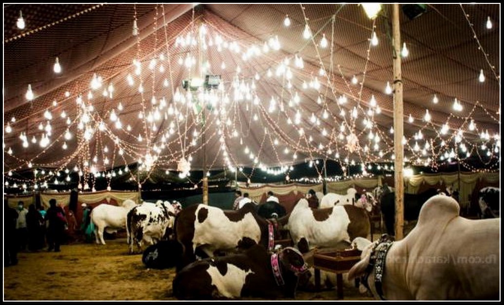 Have A Look of Gai/Cow Mandi Karachi 2015-16 - Shehar-e-Karachi | News ...