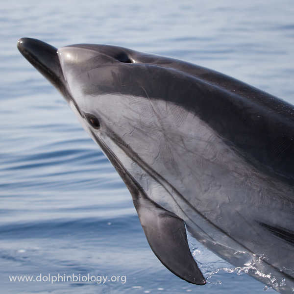 Dolphin Biology and Conservation: Too close, side view