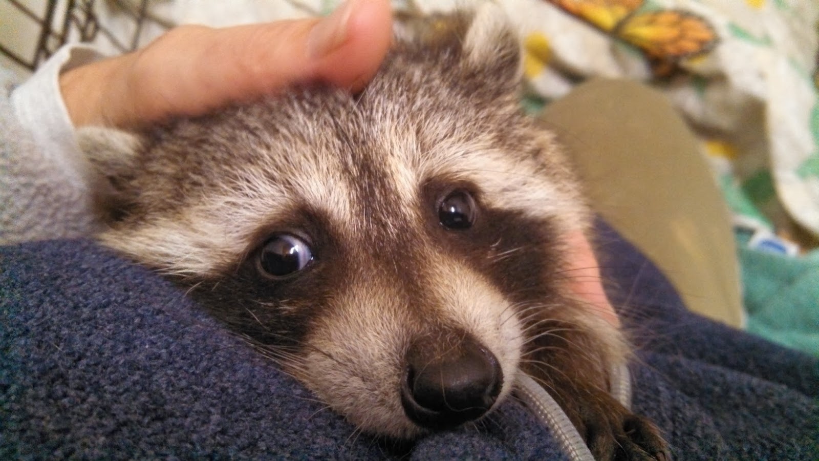 The Laughing Raccoon: Finally....some updates!