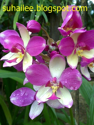 orkid liar : orkid liar / hutan dan kacukan