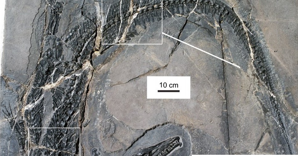 Species New to Science: [Paleontology • 2016] Litorosuchus somnii • A ...