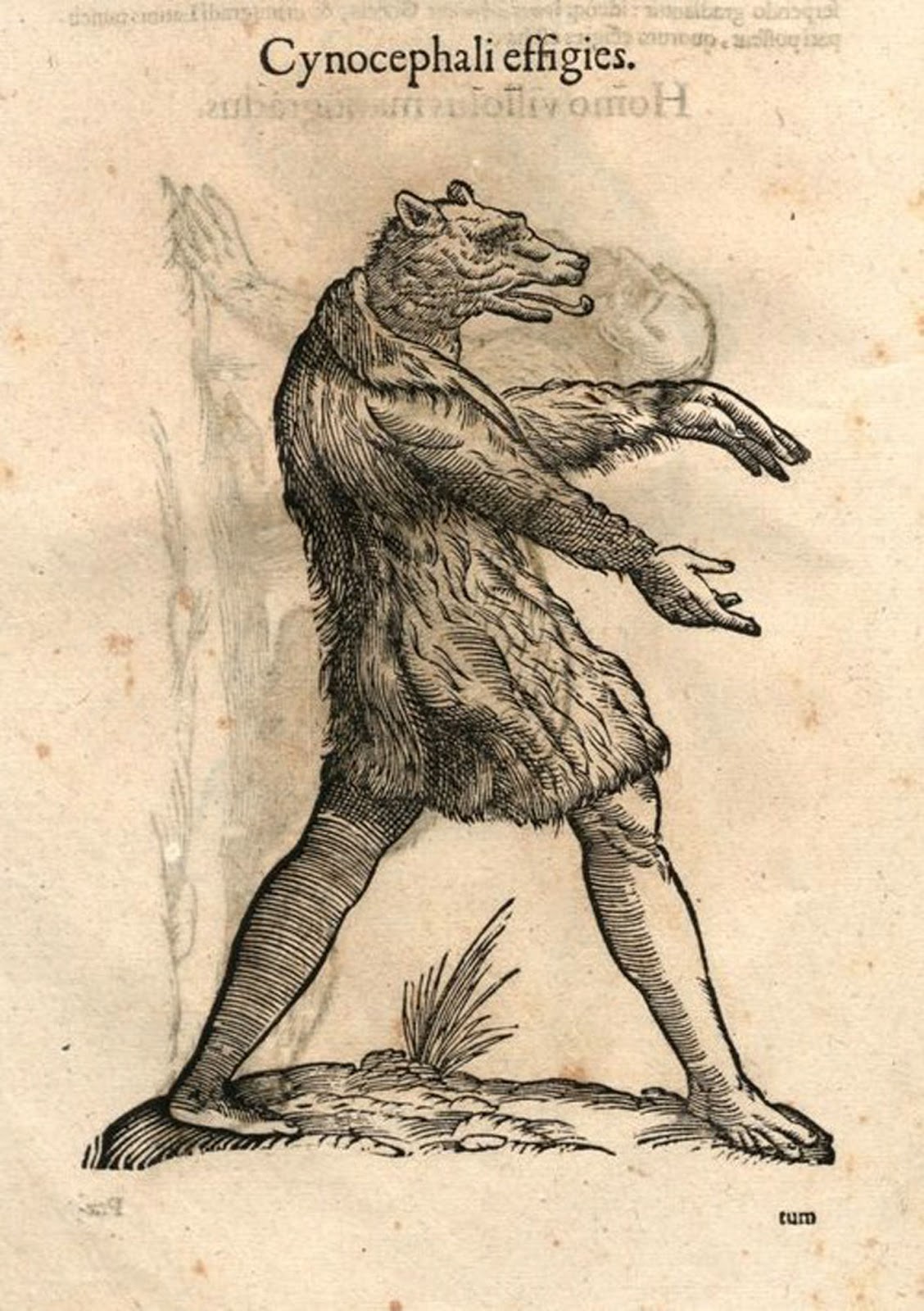 cynocephali effigies | Cryptozoology, Mythology, Demonology