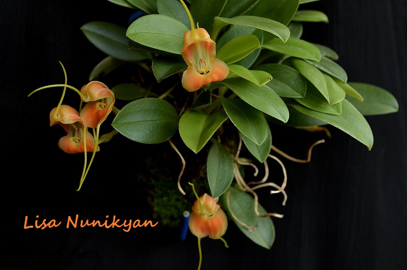 Masdevallia prodigiosa ~ PLANTUKIS