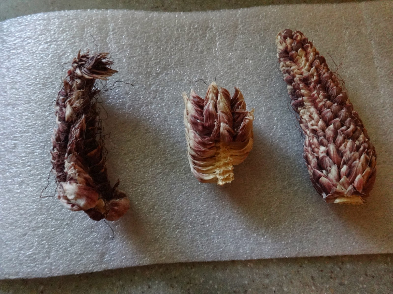 The Perennial Agriculturalist: pod corn