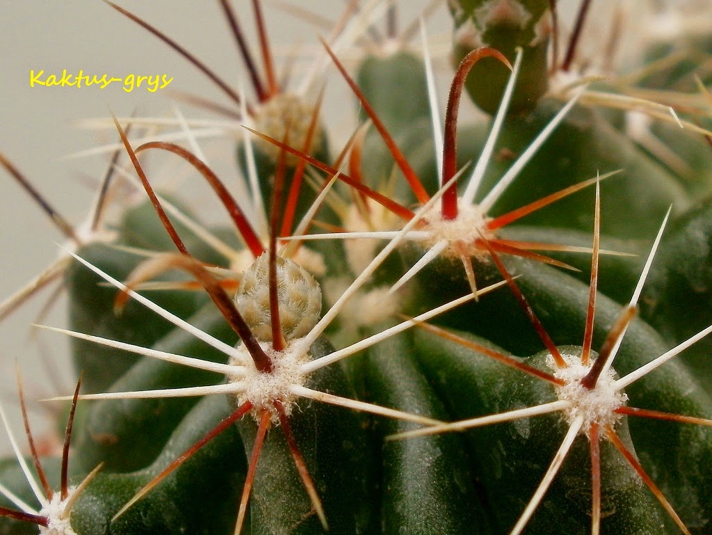 Thelocactus setispinus ~ PLANTUKIS