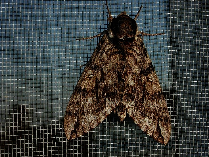 Field Biology in Southeastern Ohio: Sphinx Moths & Prominent Moths