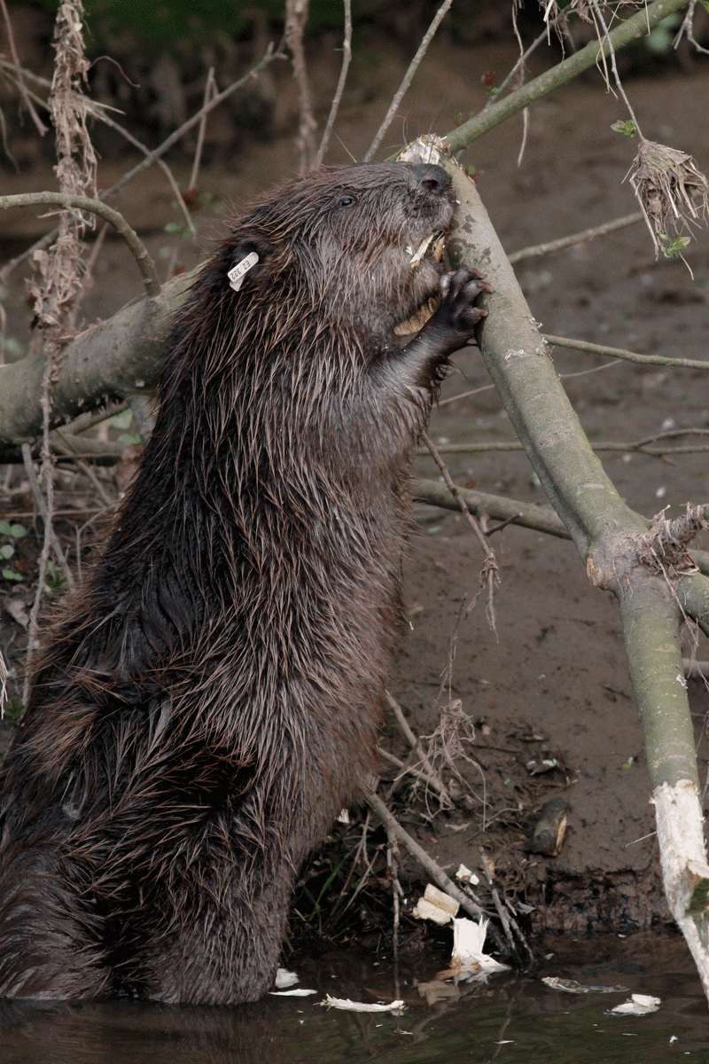 Cream Tea Birding: Hilarious Beavers