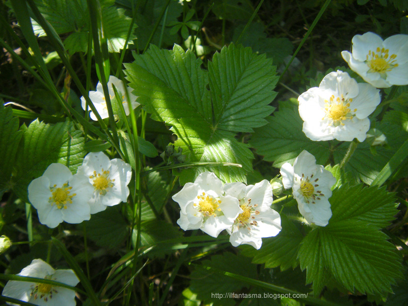 Le avventure della mia fantasia: I frutti di bosco: more, fragoline ...