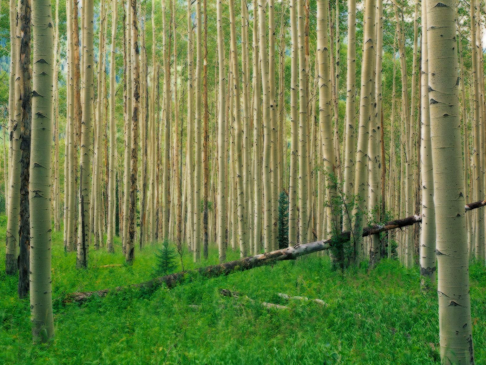 Beautiful Forest wallpapers | HD Forest wallpapers | Desktop ...