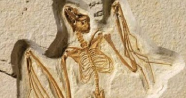 About Bats Fossil bats