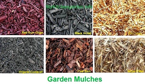 What is Mulch :A Guide To Mulch: Types of Mulches
