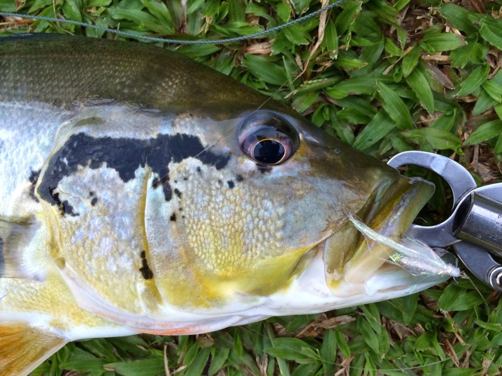 Fly Fishing Journal: More Ugly Flies