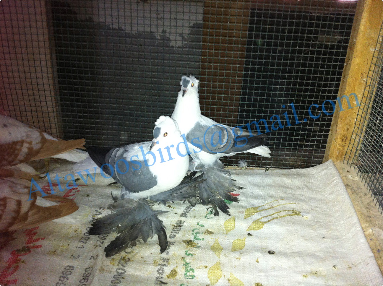 Al Tawoos Birds: Saxon Fairy Swallow - Swallows for sale