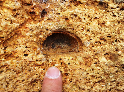 La molasa de Montesa. Una historia del Neógeno : Aventuras geológicas ...