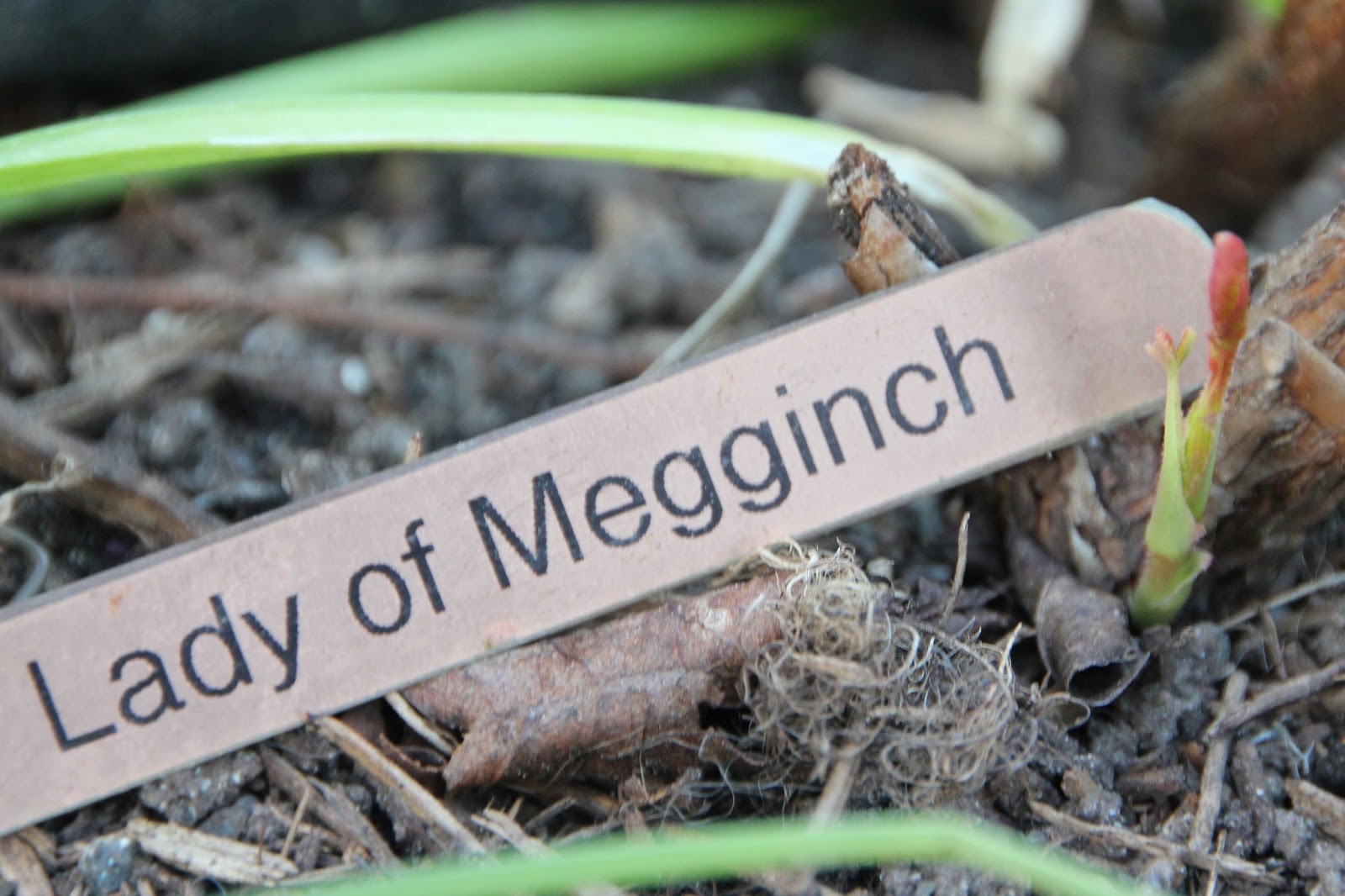 Roser, Clematis og stauder i Vollen