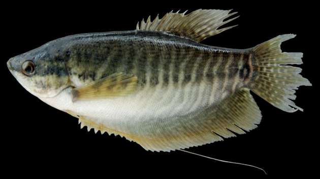 IKAN AIR TAWAR MALAYSIA: IKAN SEPAT SIAM