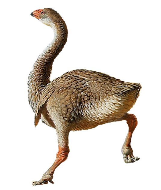 Rock Art Blog: AUSTRALIA'S GENYORNIS, EXTINCT ANIMALS AND TRACKS IN ...