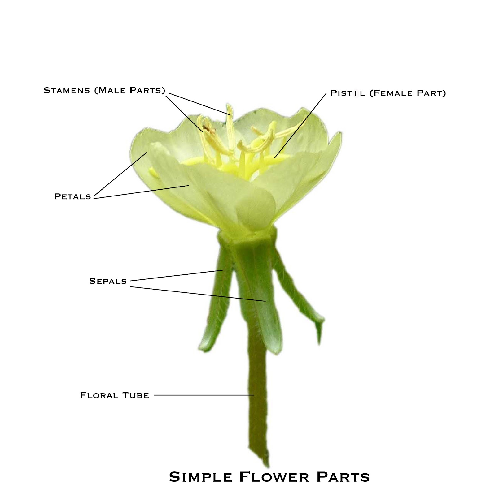 Natives from the Edwards Plateau: Composites: Daisies, Indianblankets ...