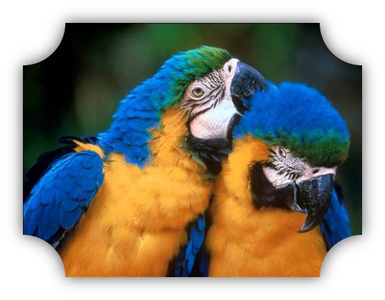 Oceanía: "Cinco Continentes En Uno": Fauna De Oceanía