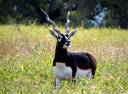 All Animals: Antílope de cuello negro