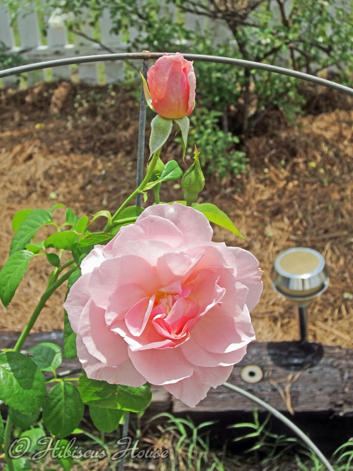 Hibiscus House: Strawberry Hill a David Austin Rose
