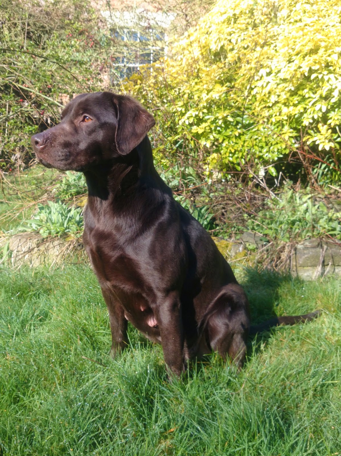 Working Gundogs: Black & Chocolate Labrador Retriever Puppies ...