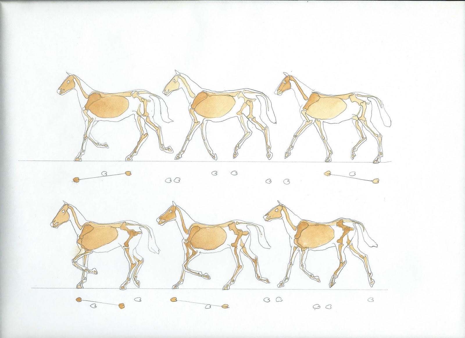 horsepower: Horse anatomy and movement