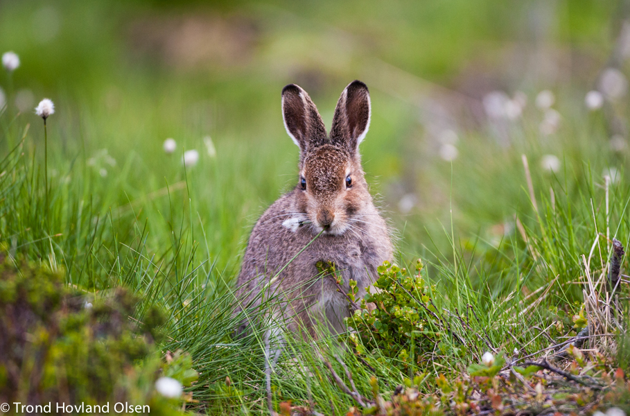 Naturbilder : NM i naturfoto 5. Runde