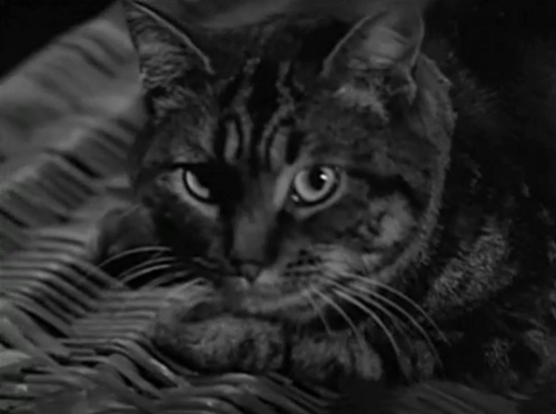 NATURALISTIC! UNCANNY! MARVELOUS!: THE SHADOW OF THE CAT (1961)