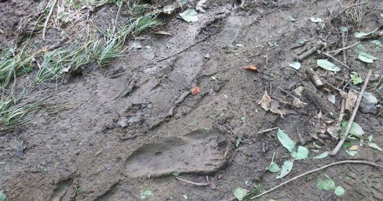 Phantoms and Monsters - Real Cryptid Encounter Reports - Fortean ...