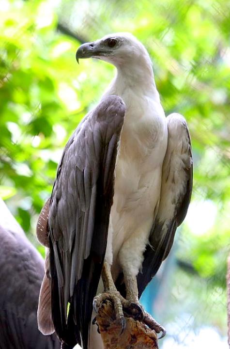 Spreebird wildlife: EAGLES OF PAKISTAN