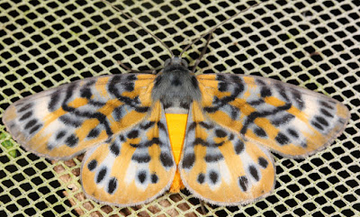 BunyipCo: National Moth Week