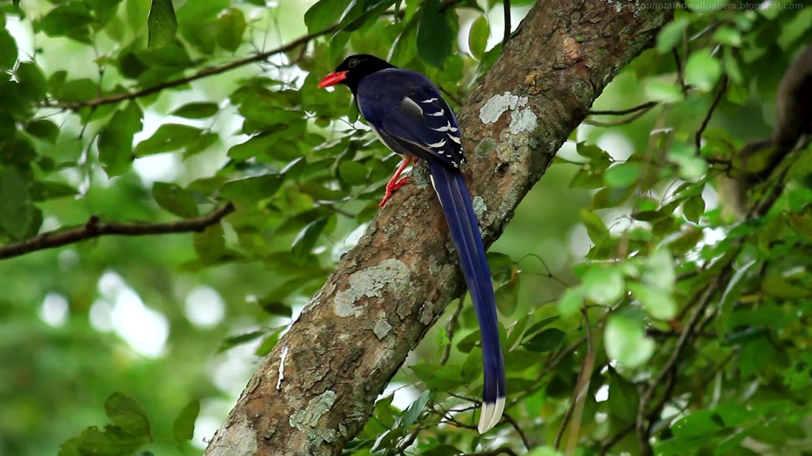 Australian Magpie HD Wallpapers
