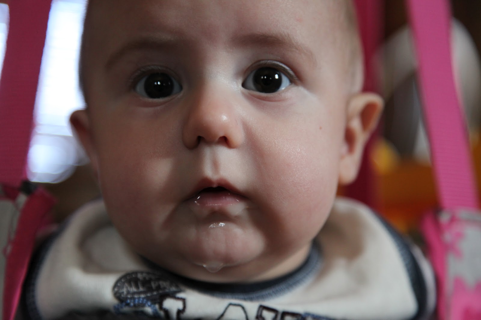 The Life and Times of Dodger: Drool is Cool