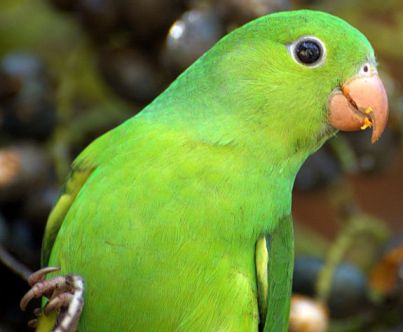 aves: perico verde