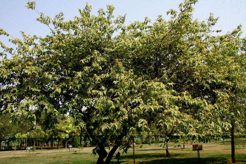 Nursery Plants: Guazuma ulmifolia: West Indian Elm (Jati Belanda) for ...