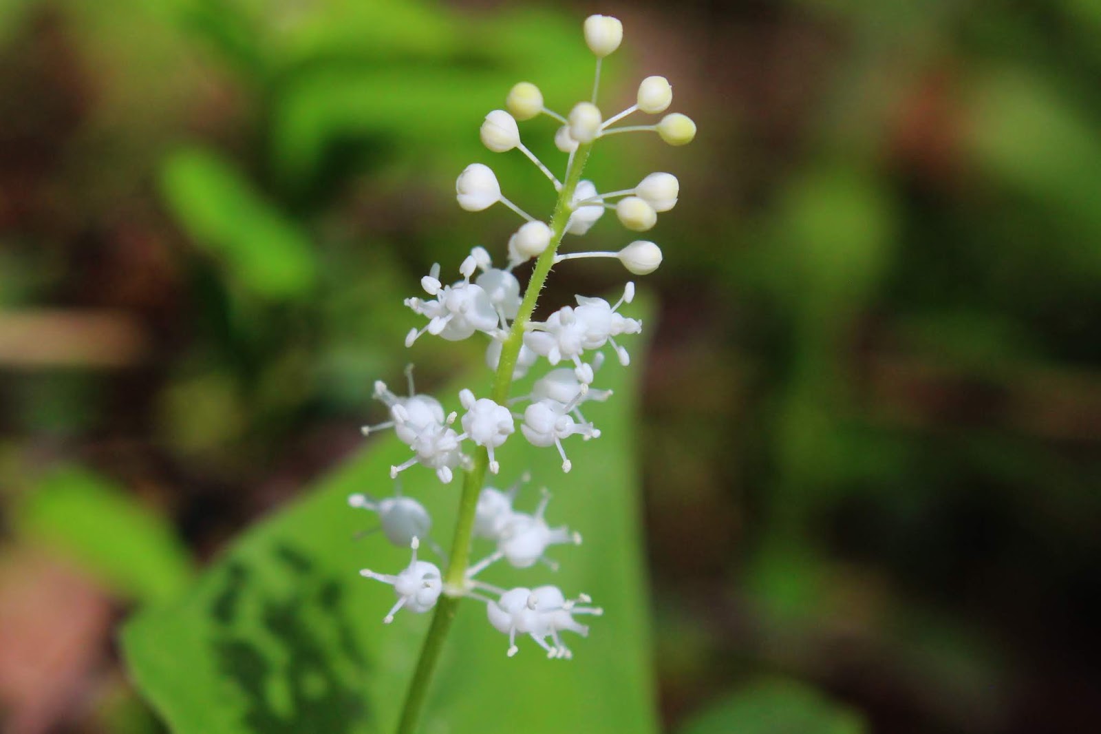 Sirpan luontoblogi: Oravanmarja, kielon pikkusisko