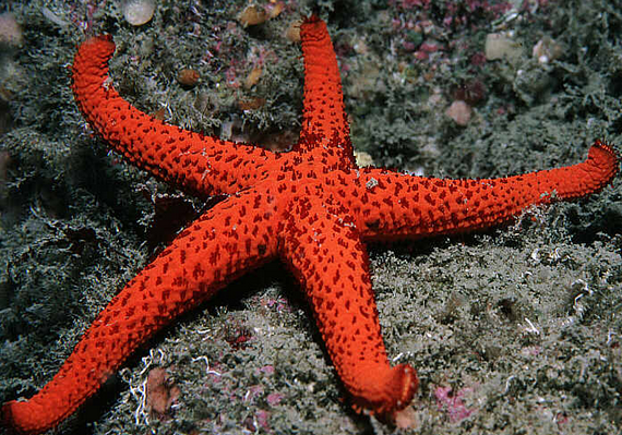 ELS INVERTEBRATS : ELS EQUINODERMS