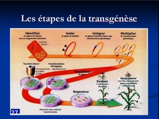 Agrume-TPE: II) Les techniques utilisées