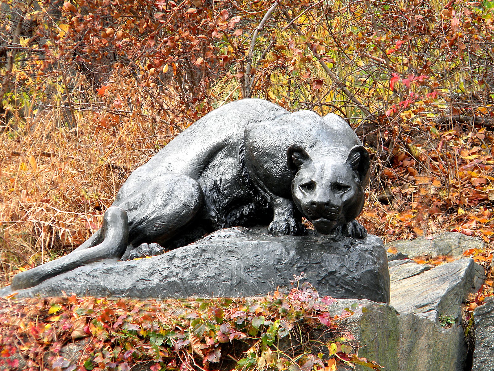 Still Hunt, a crouching panther waiting to pounce Public Domain Clip ...