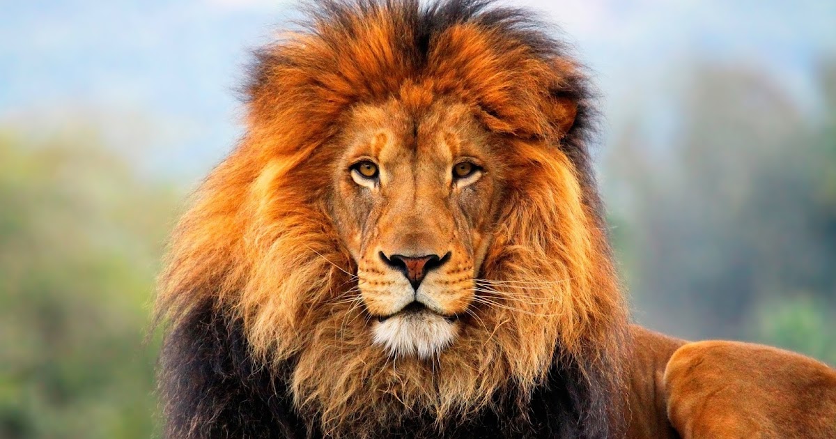 Zwierzaki Karo: Lew vs Tygrys