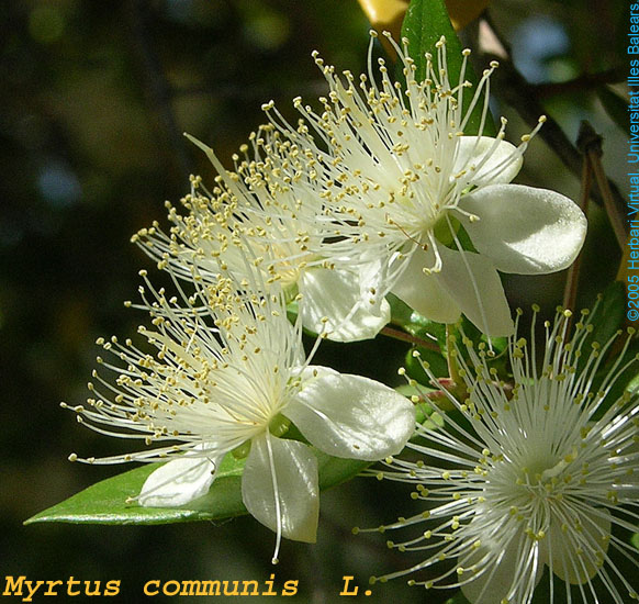 Say it with flowers : Murtra (Myrtus Communis): Amor / Love