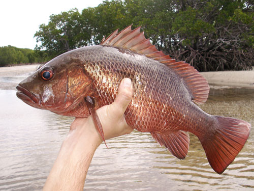MEMANCING DI TELUK SARI, ENDAU, MERSING: SEWA BOT MEMANCING DI TELUK ...